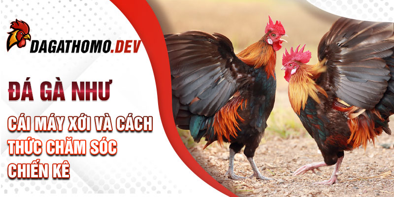 Xem Đá Gà Thomo Trực Tiếp 🔥 Hành Trình Đến Thành Công