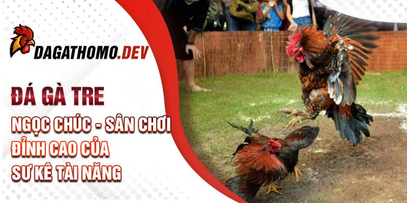 Xem Đá Gà Thomo Trực Tiếp 🔥 Hành Trình Đến Thành Công