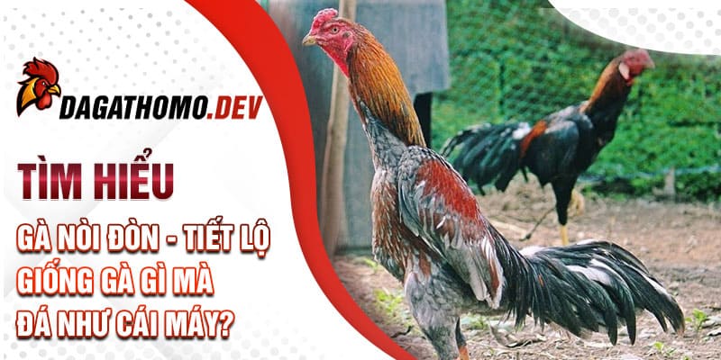 Xem Đá Gà Thomo Trực Tiếp 🔥 Hành Trình Đến Thành Công