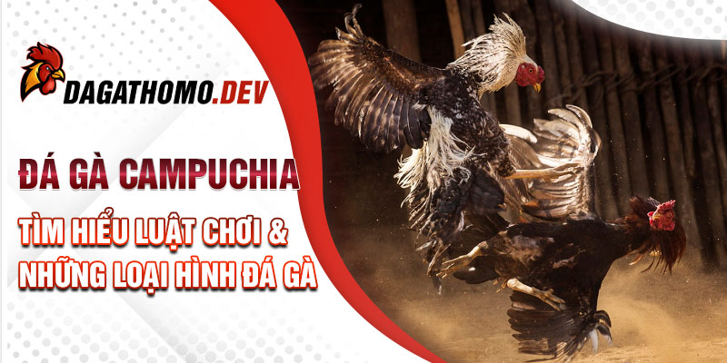 Xem Đá Gà Thomo Trực Tiếp 🔥 Hành Trình Đến Thành Công