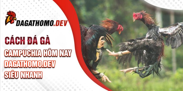 Xem Đá Gà Thomo Trực Tiếp 🔥 Hành Trình Đến Thành Công